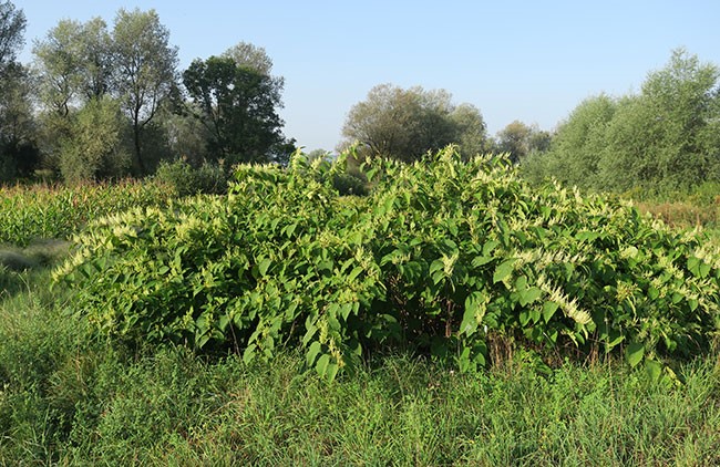 Invazivne rastline in kako preprečiti njihovo širjenje - krsko.si